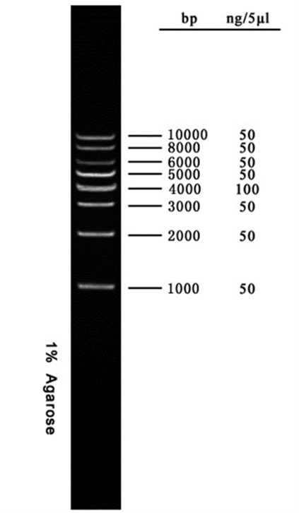 DL1000 DNA Marker_苏州优逸兰迪生物科技有限公司